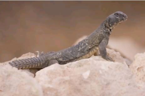 UAE’s dhub lizard: the mini-dinosaur of the desert