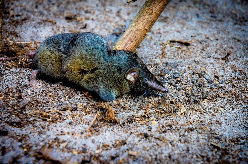 New Species of Hero Shrew Found in Equatorial Africa: Most Bizarre ...