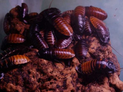 Huge Profits Leading To Surge In Chinese Cockroach Farming