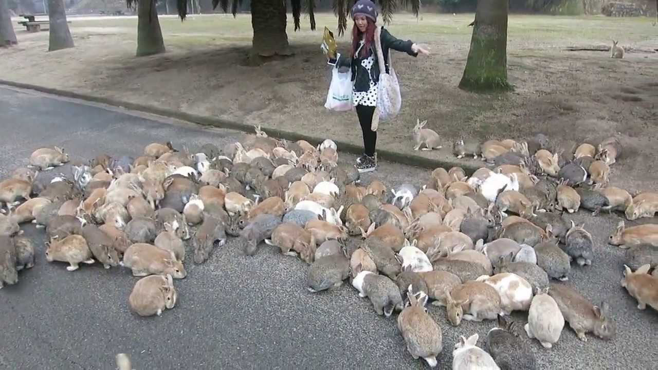 Rabbits On Okunoshima Island Swarm Tourist (VIDEO)