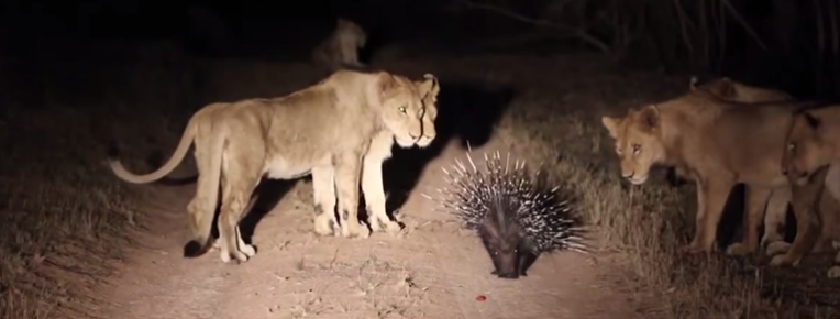 One porcupine vs thirteen lions – who wins?