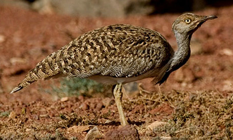 Houbara – Pride of the UAE & Middle East | Al-Rasub