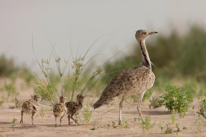 Houbara Bustard – Pride of the UAE and Middle East