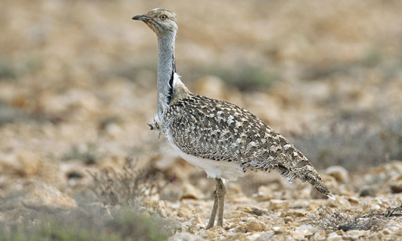 Houbara Bustard – Pride of the UAE and Middle East