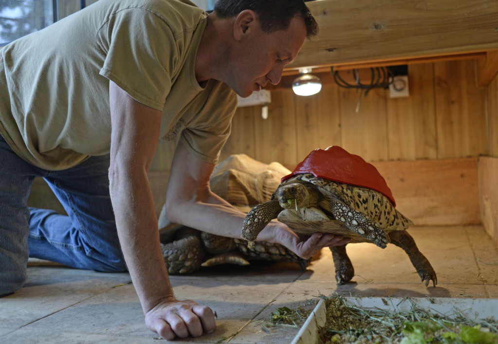 This Tortoise Will Have A Happier Life, Thanks To Her New 3D-Printed Shell