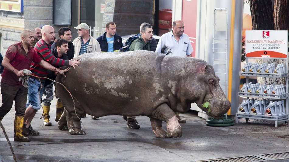 Lions, tigers and a hippo roam through Tbilisi after floods destroy zoo