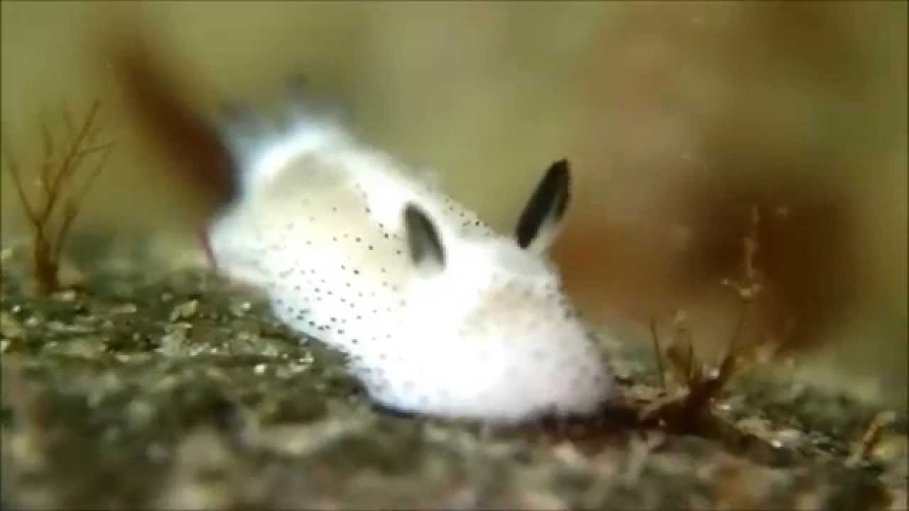 Meet the Adorable “Sea Bunny” Taking Over the Internet