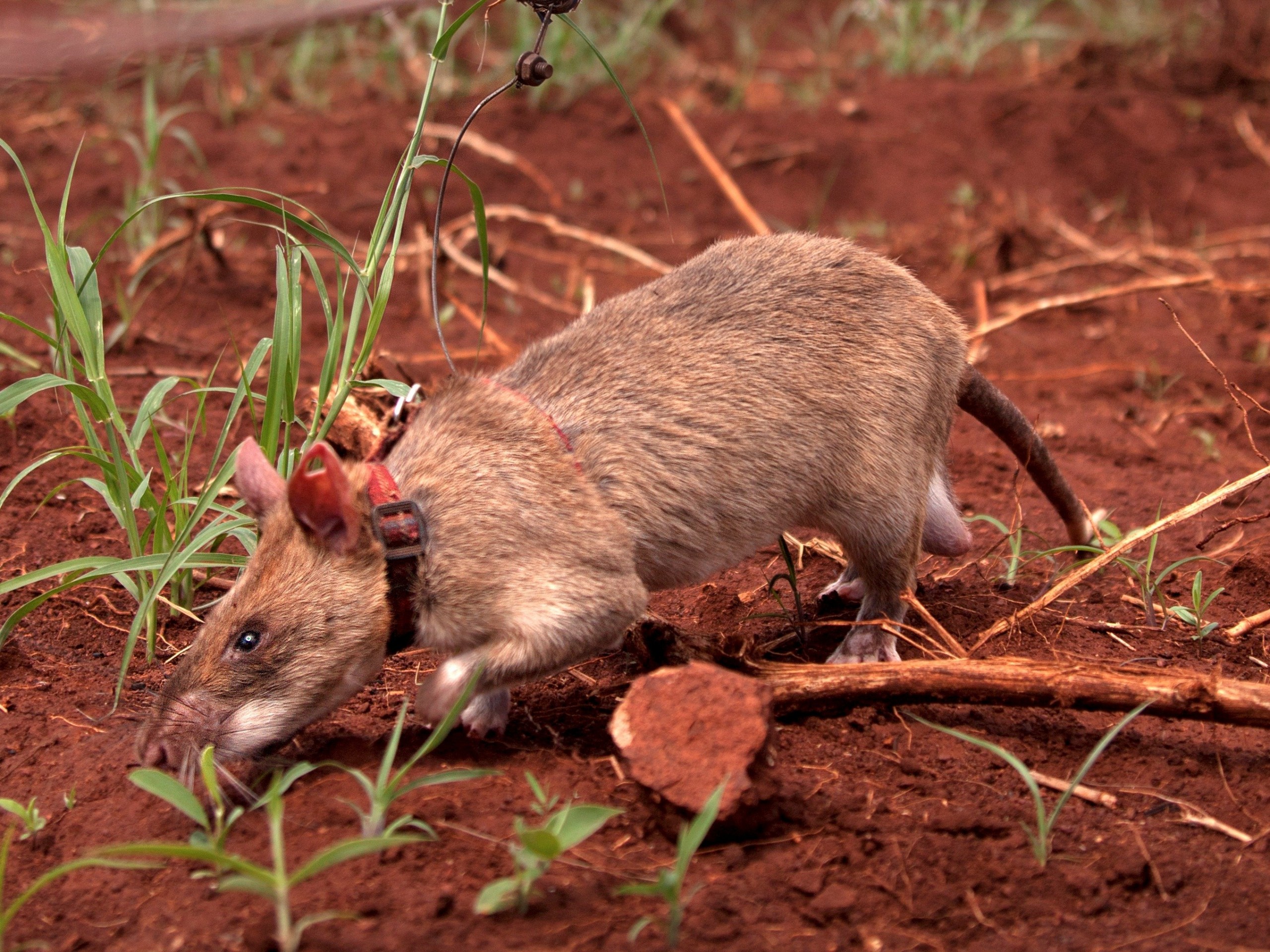 These adorable bomb-sniffing rats are saving lives