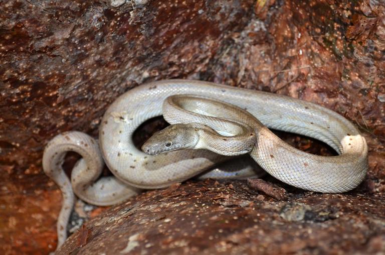 New Species of Silver Snake Is Extremely Endangered