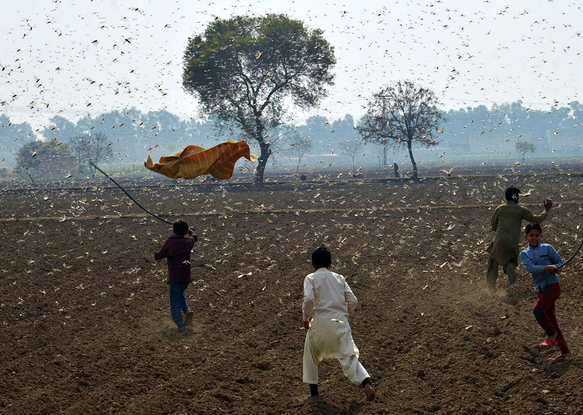 Locust Outbreak in Pakistan and Biological Control