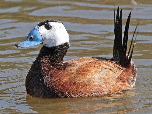 Threatened wildlife species in Pakistan