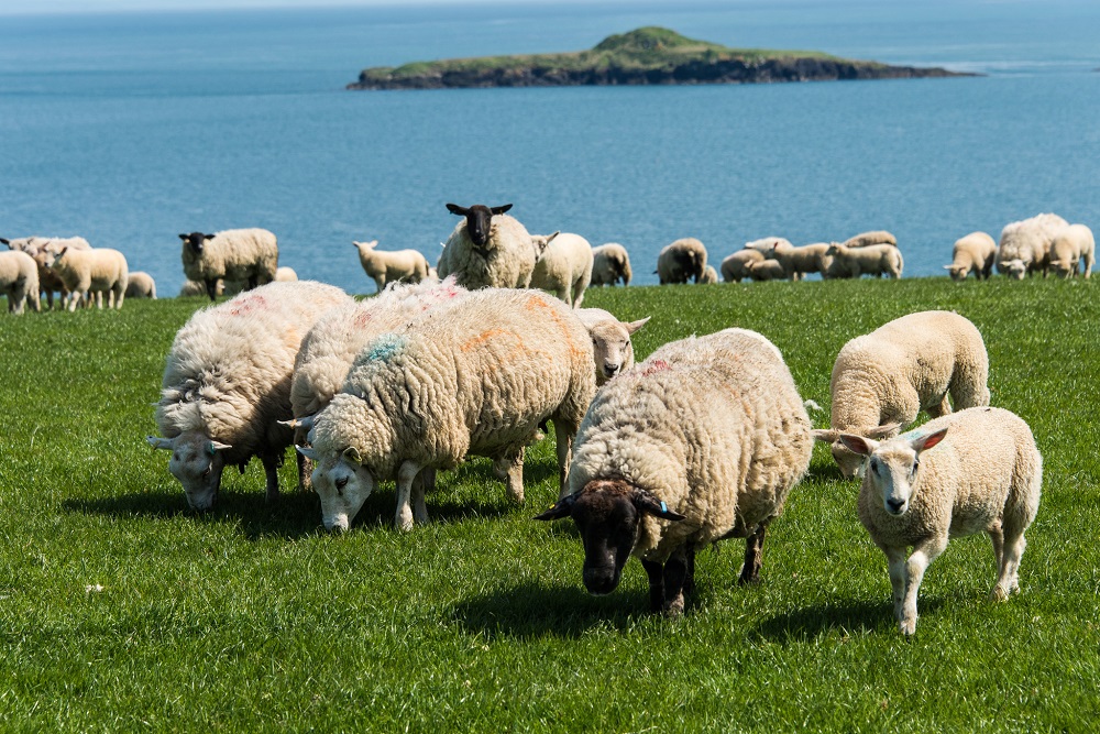 Welsh Lamb Celebrates Rising Sales in the GCC